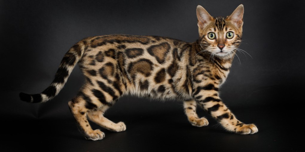 Chats du BENGAL | Pierredor bengal