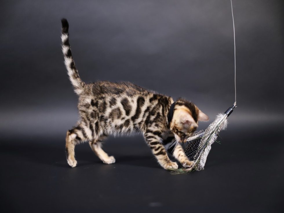 Ou acheter les meilleurs chatons Bengal | Pierredor bengal 😽