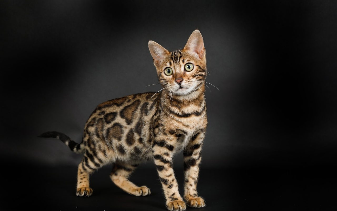 Ou acheter les meilleurs chatons Bengal | Pierredor bengal 😽