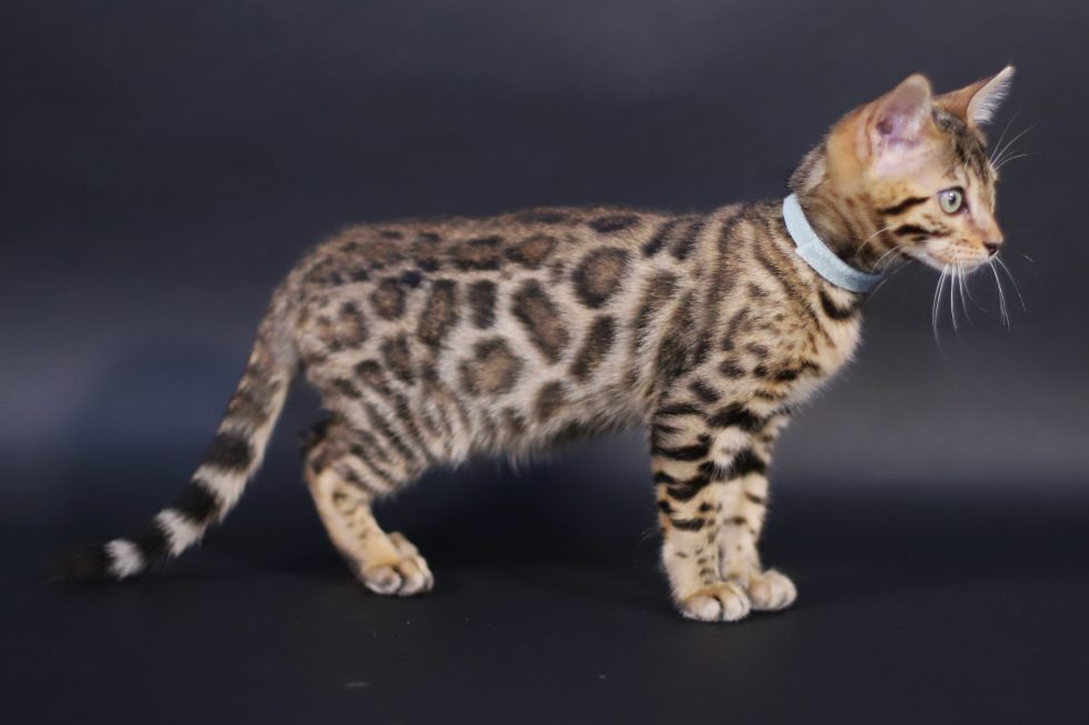 Ou acheter les meilleurs chatons Bengal | Pierredor bengal 😽