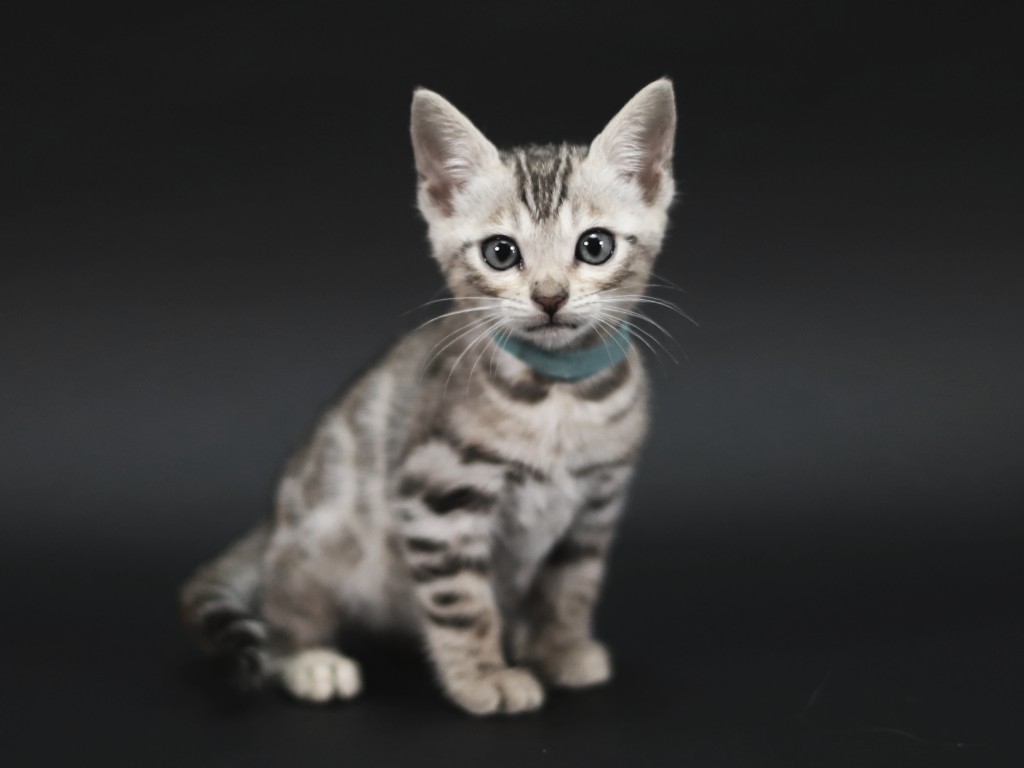 Ou acheter les meilleurs chatons Bengal | Pierredor bengal 😽