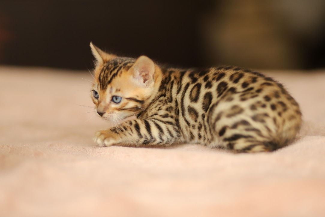 Ou acheter les meilleurs chatons Bengal | Pierredor bengal 😽