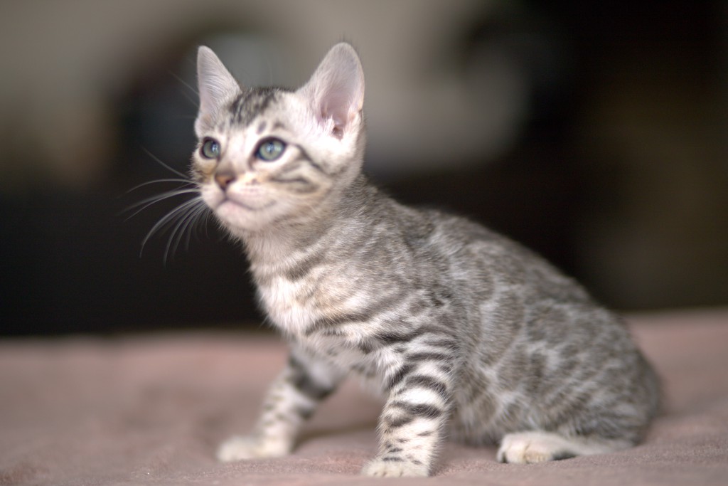 Ou acheter les meilleurs chatons Bengal | Pierredor bengal 😽