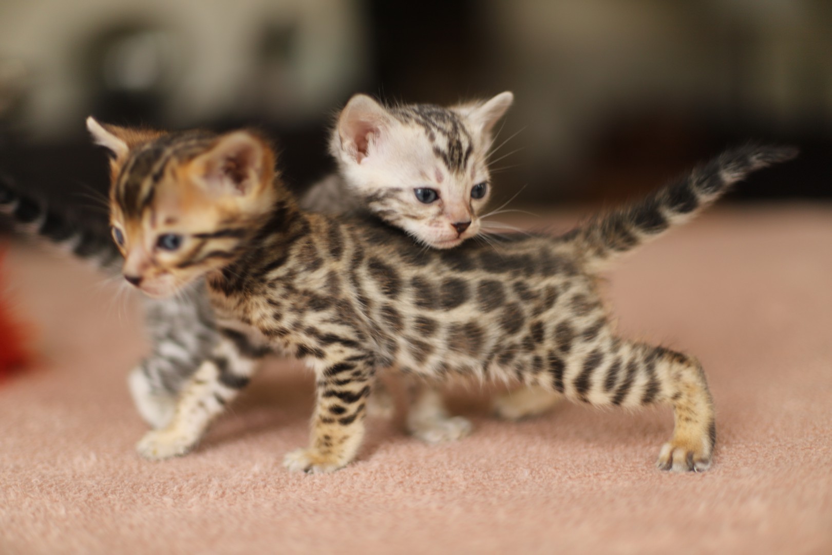 Découvrez cet adorable chaton Des Pierres D'Or | Pierredor bengal